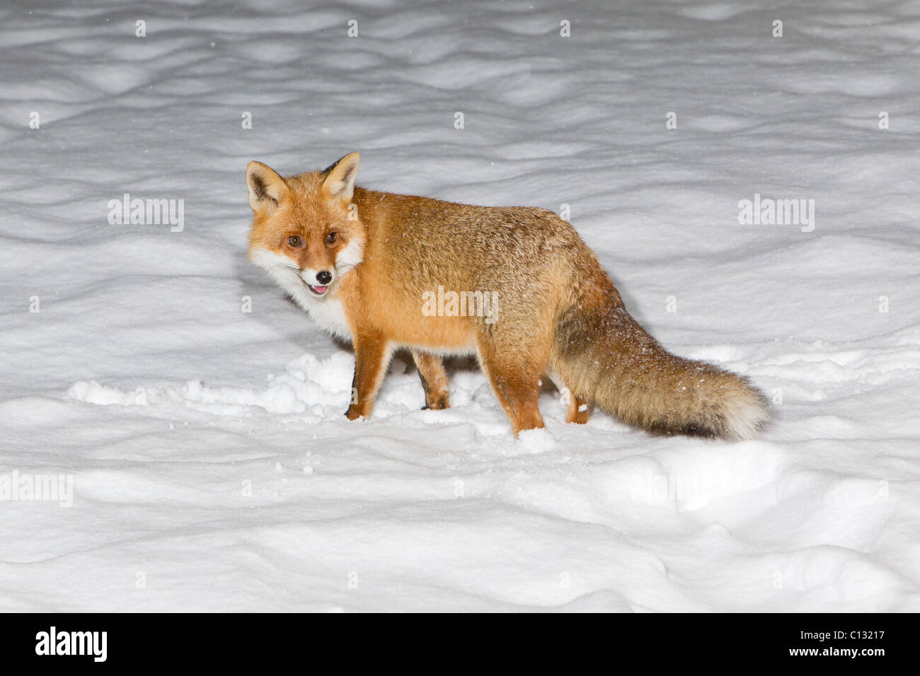 Fox Garden High Resolution Stock Photography and Images - Alamy