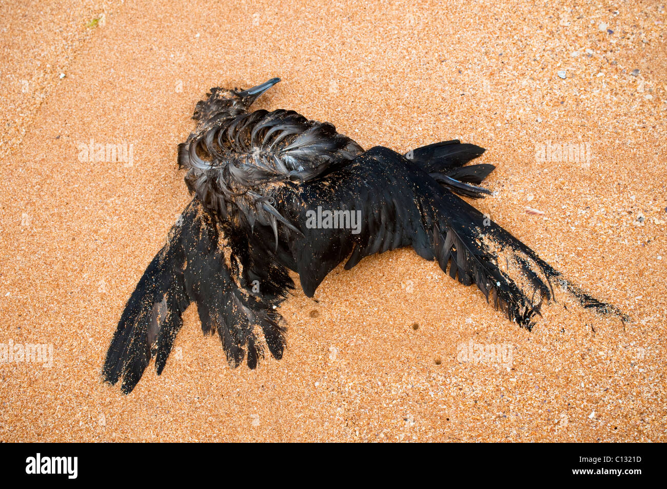 Sad Bird Stock Photos & Sad Bird Stock Images - Alamy