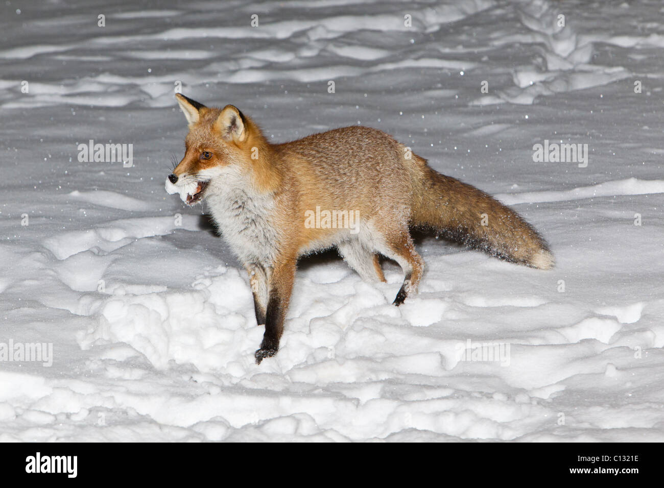 Fox feeding in garden hi-res stock photography and images - Alamy