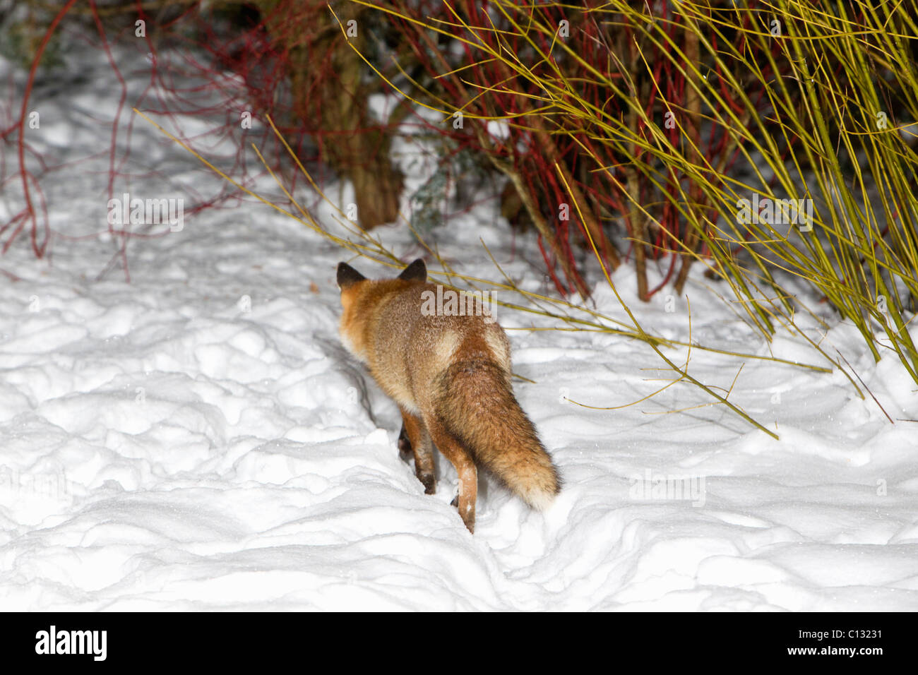 Rear view of foxes hi-res stock photography and images - Alamy