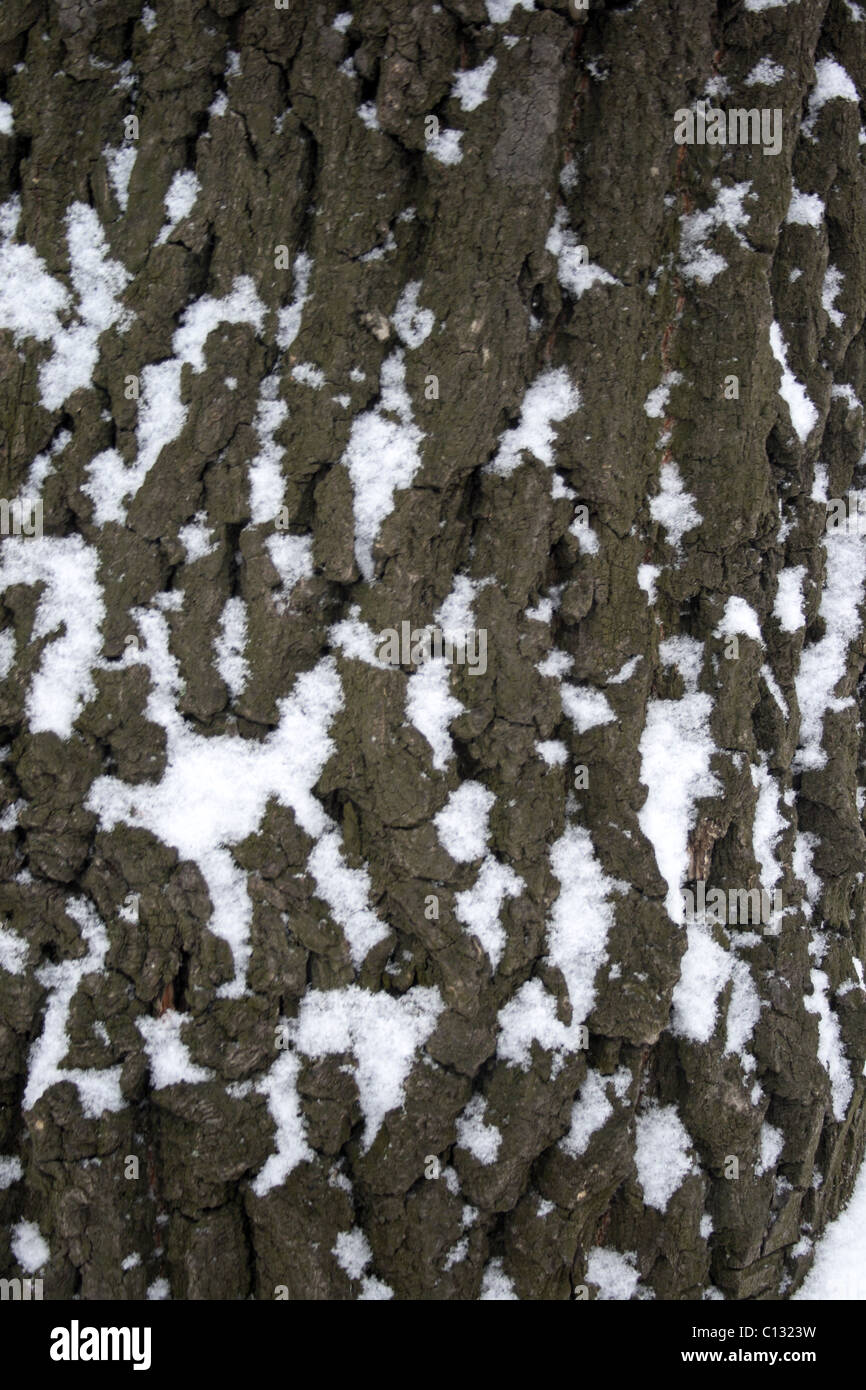 bark covered with snow Stock Photo - Alamy