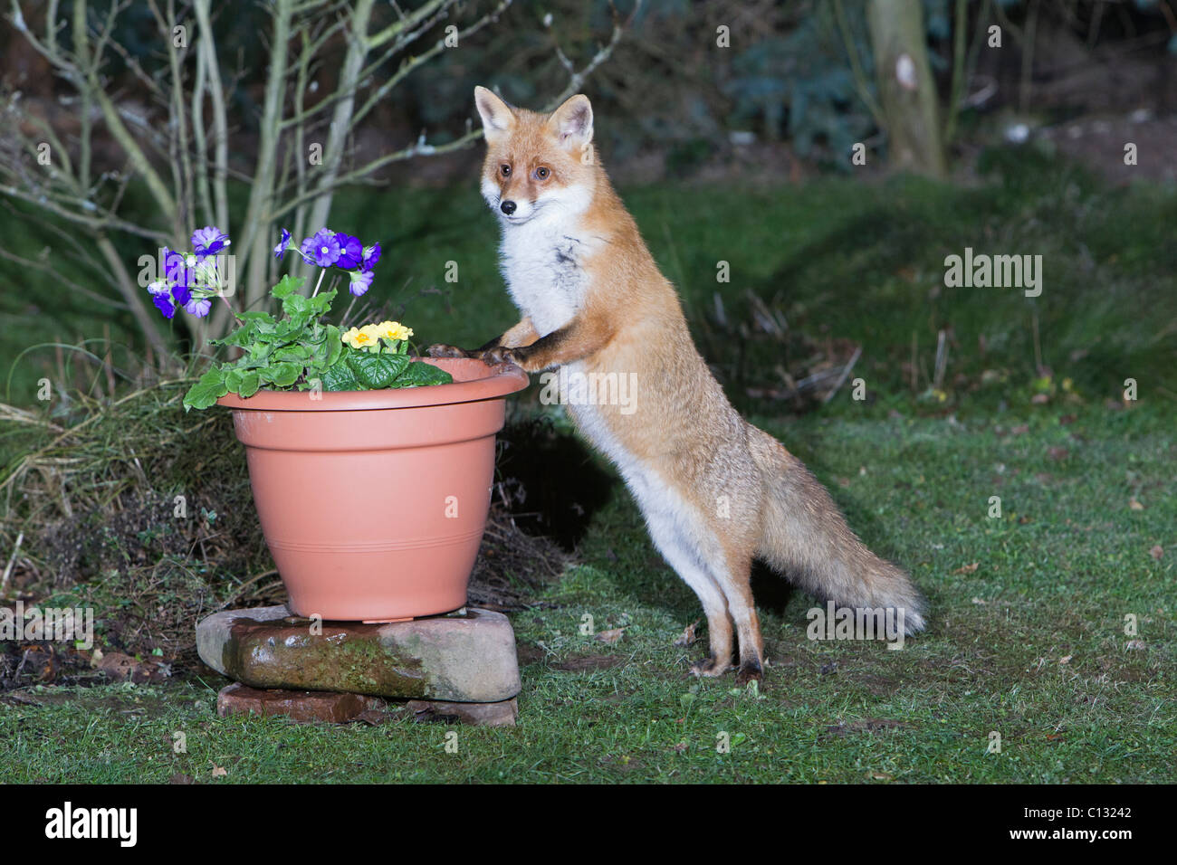 Feeding Foxes Garden High Resolution Stock Photography and Images - Alamy