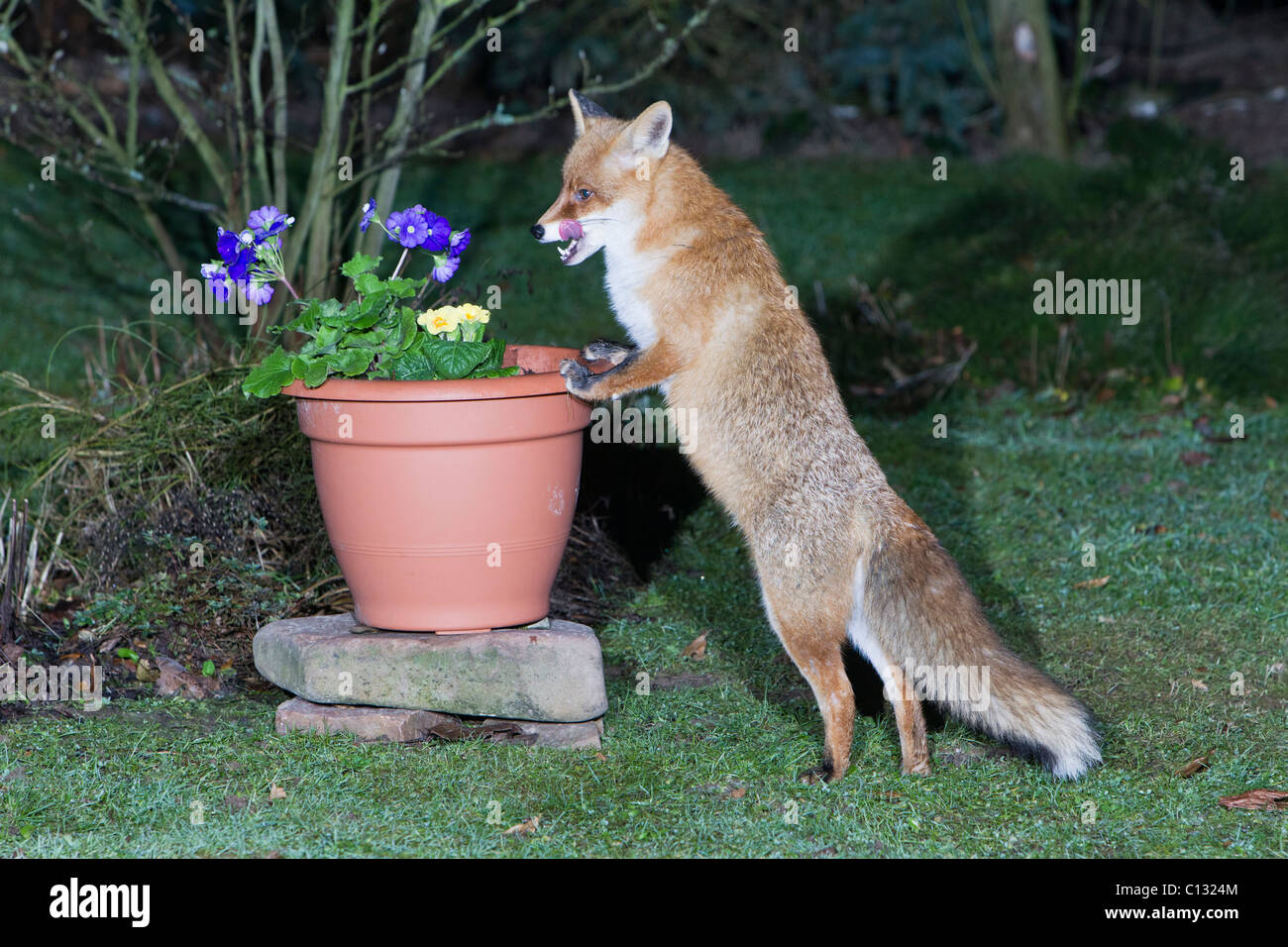 Fox night garden hi-res stock photography and images - Alamy