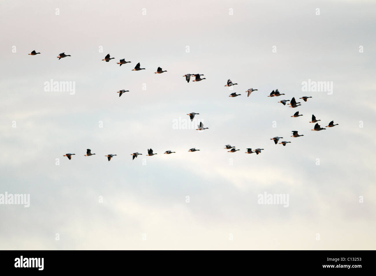 Pink footed Geese (Anser brachyrthynchus), in flight, autumn ...