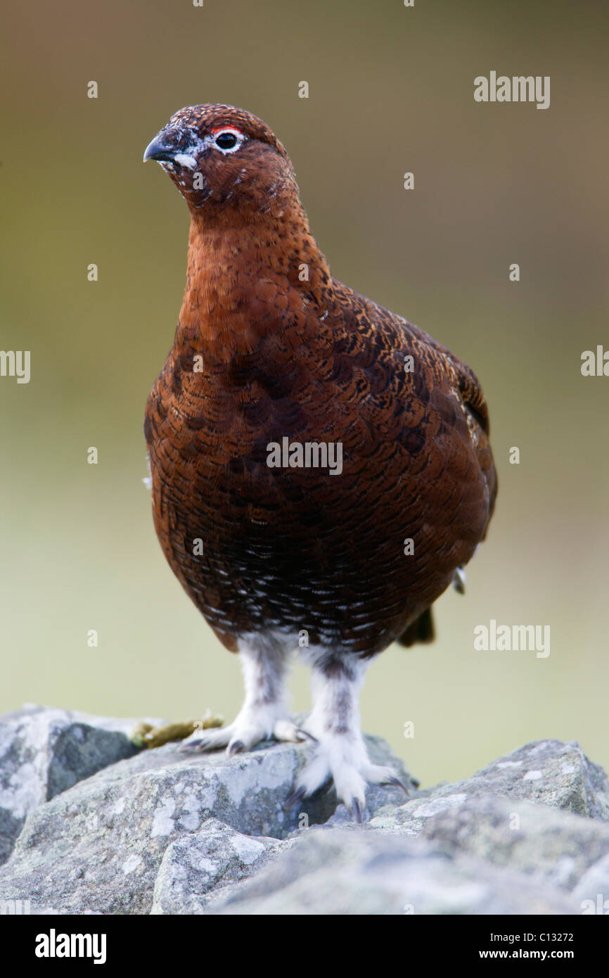 Red grouse hi-res stock photography and images - Alamy