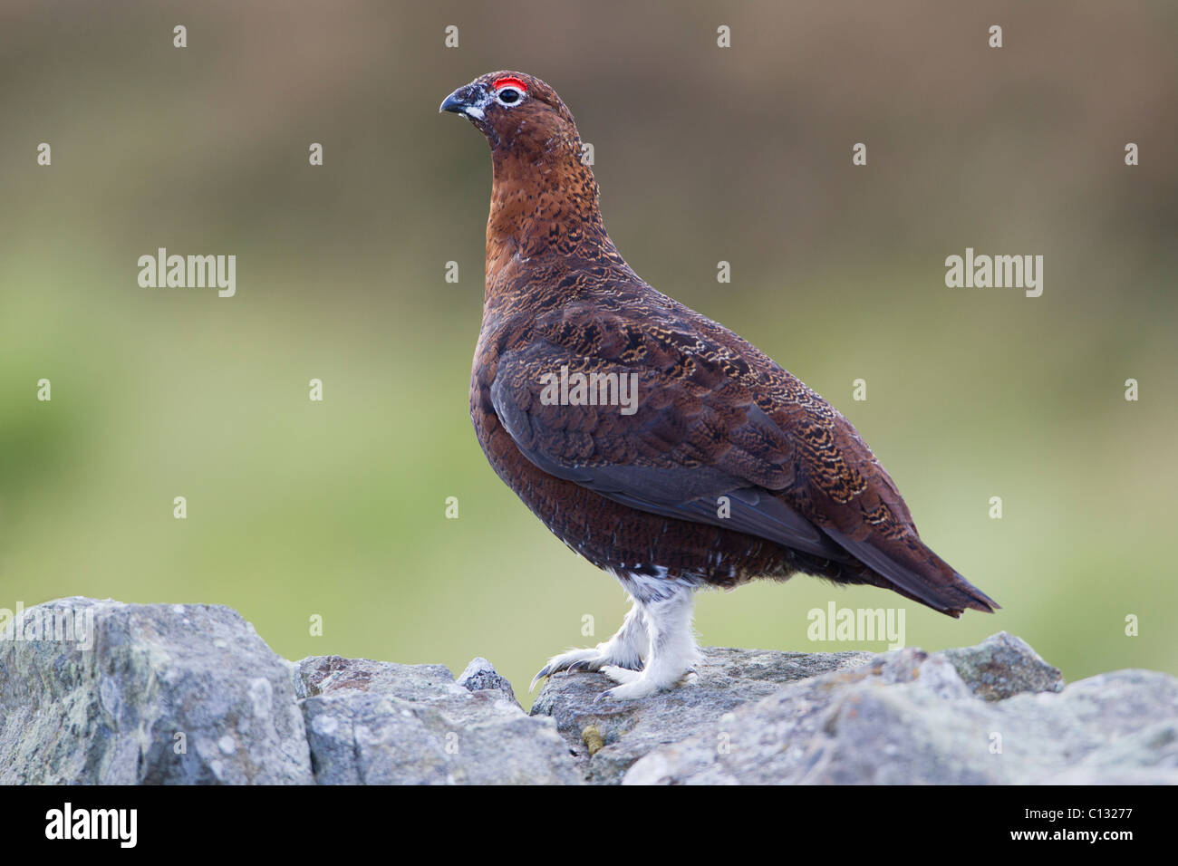 Uk game bird hi-res stock photography and images - Alamy