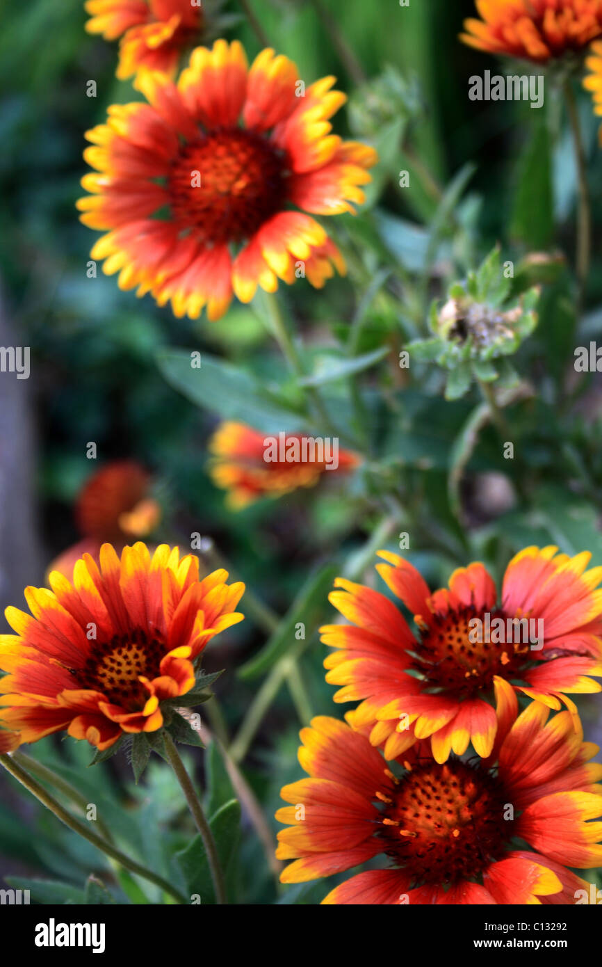 Gaillardia grandiflora yellow hi-res stock photography and images - Alamy