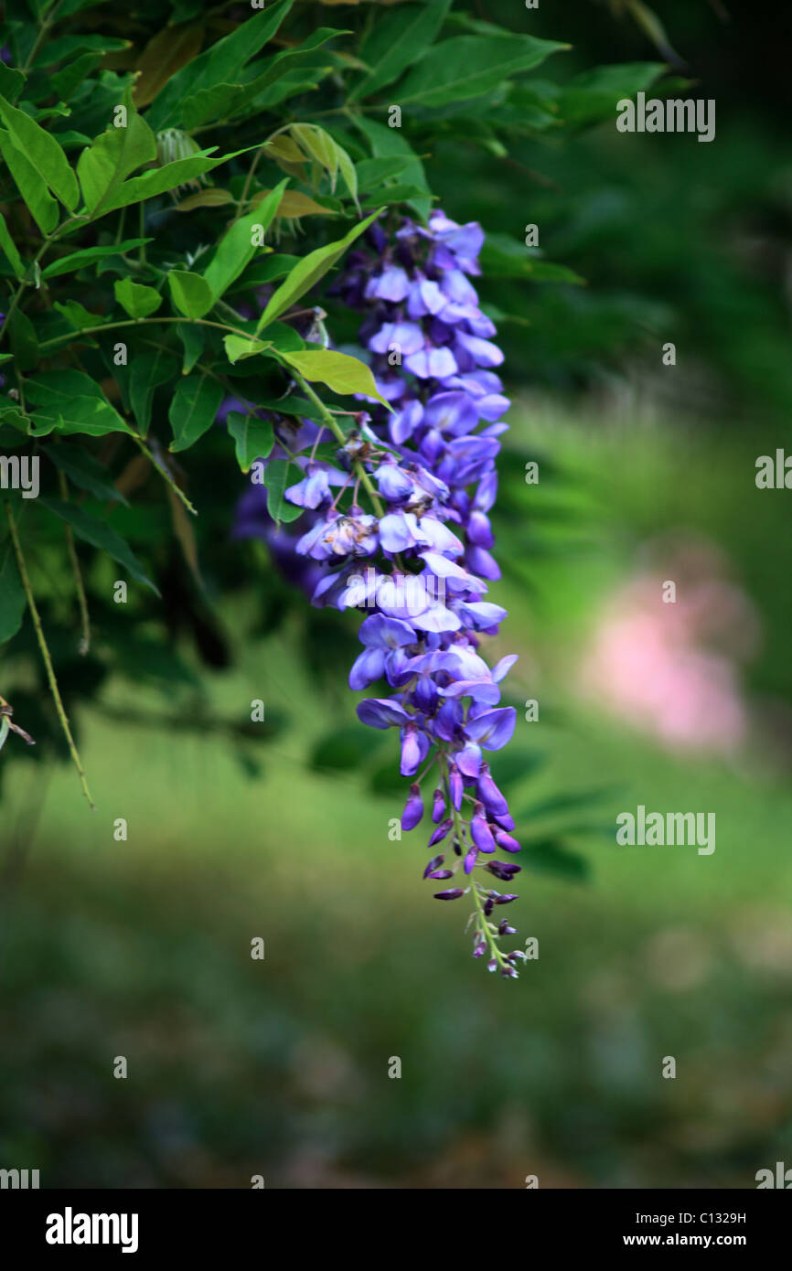 Glicinia Sinensis Cuidados De La Glicinia O Wisteria Sinensis: Cómo