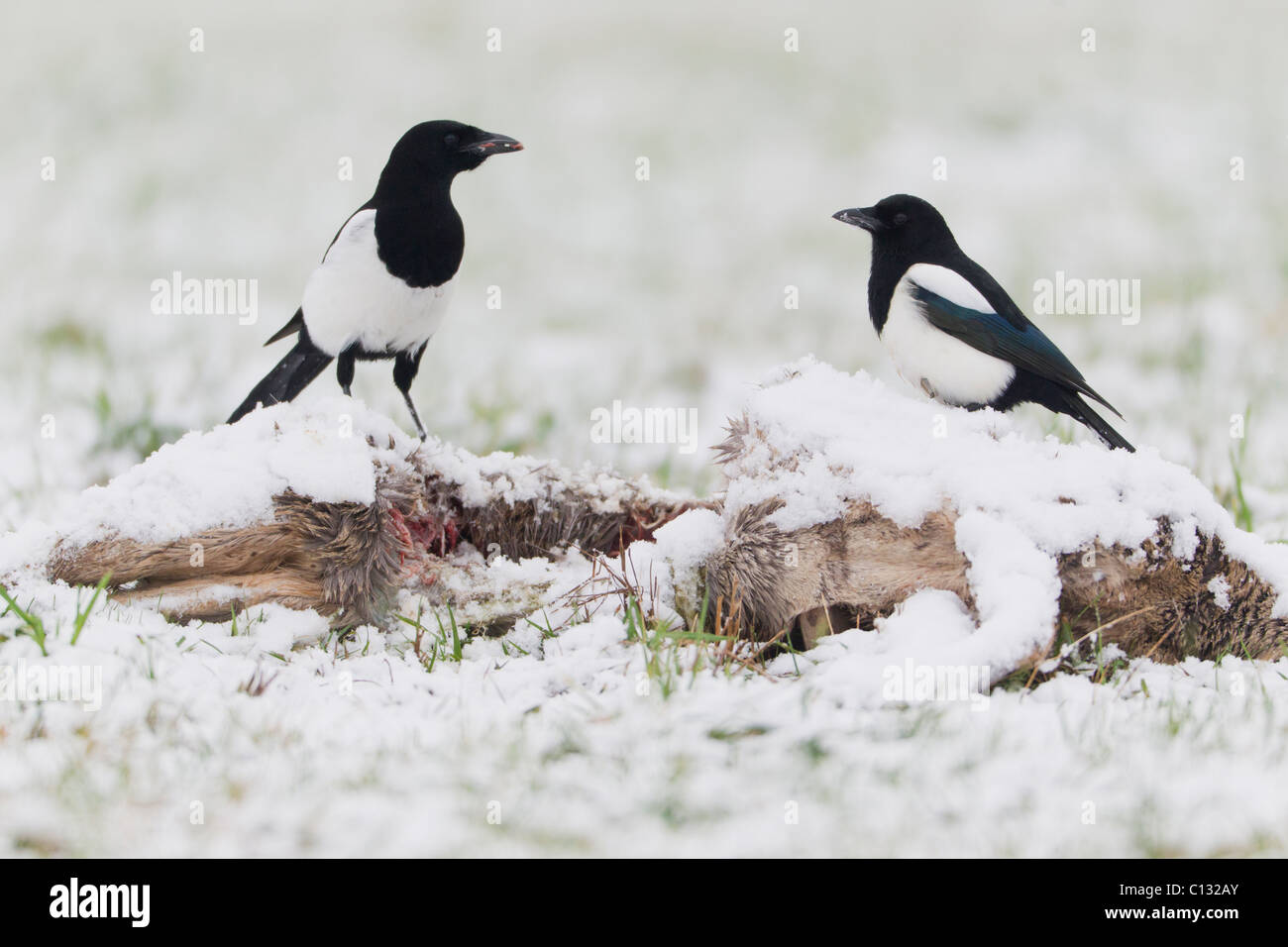 Deer carcass hi-res stock photography and images - Alamy