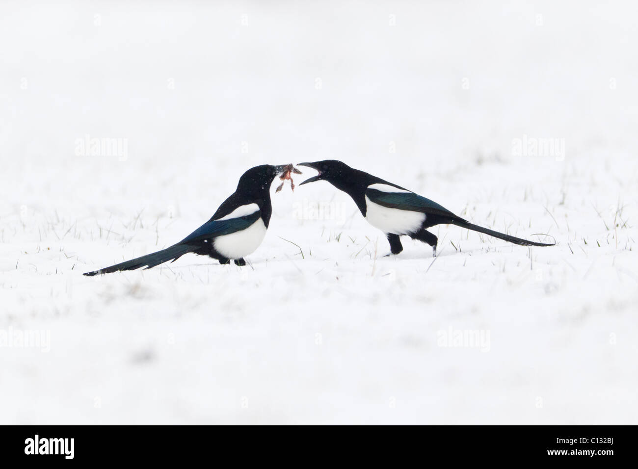 Common Magpies (Pica pica), showing social feeding behaviour, on snow ...