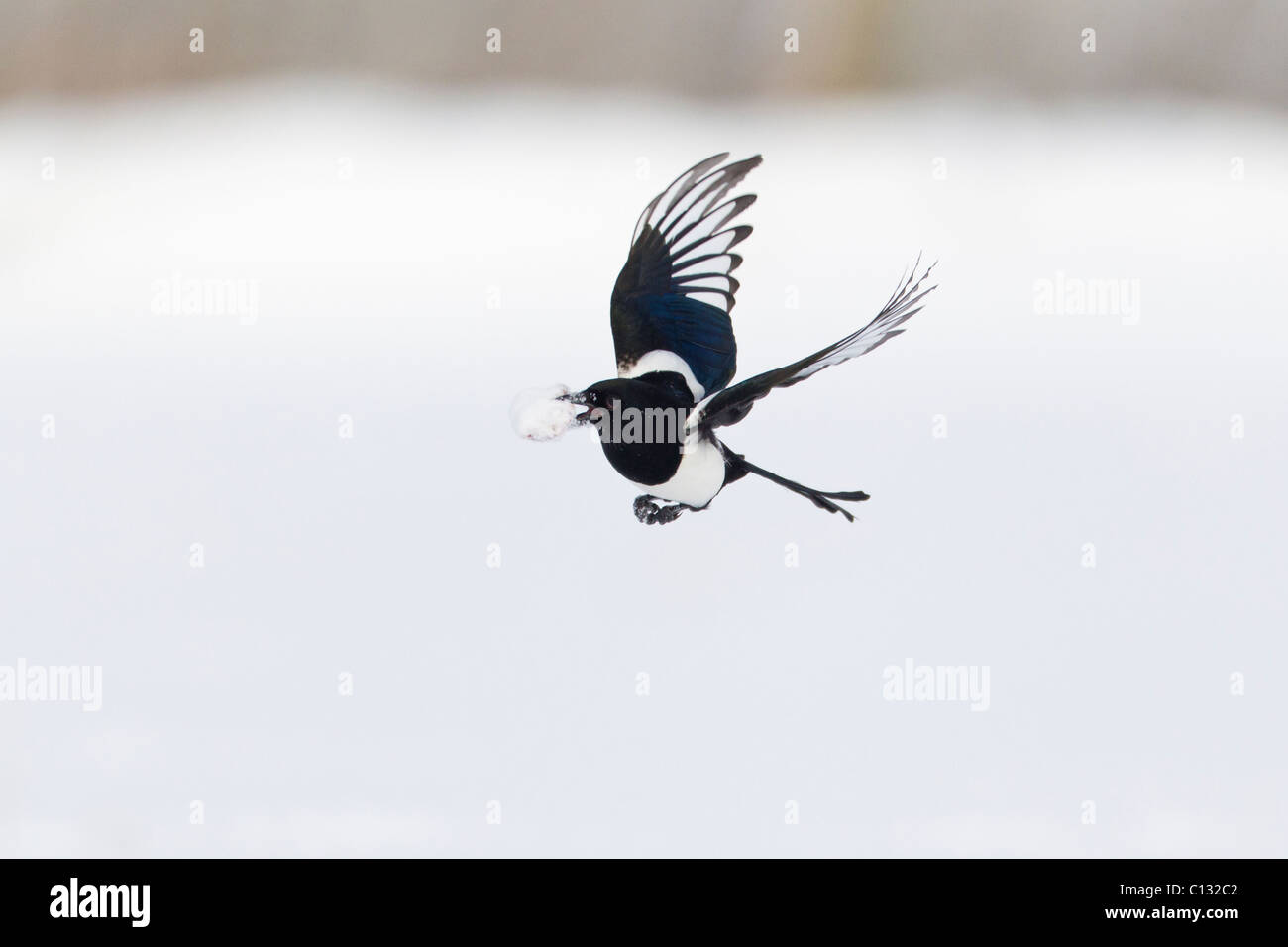 Common Magpie (Pica pica), in flight with food in beak, winter Stock ...