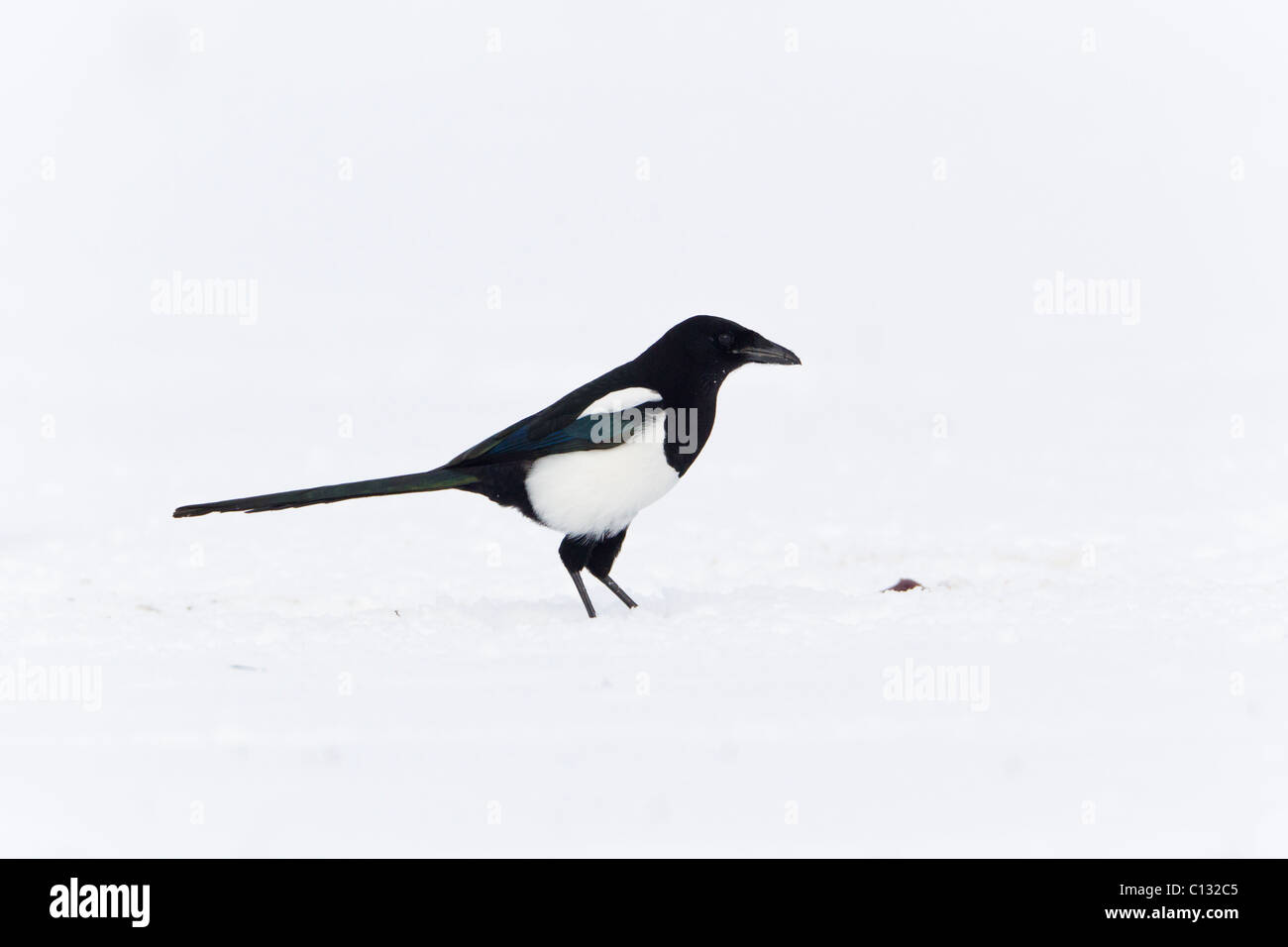 Magpies bird hi-res stock photography and images - Alamy