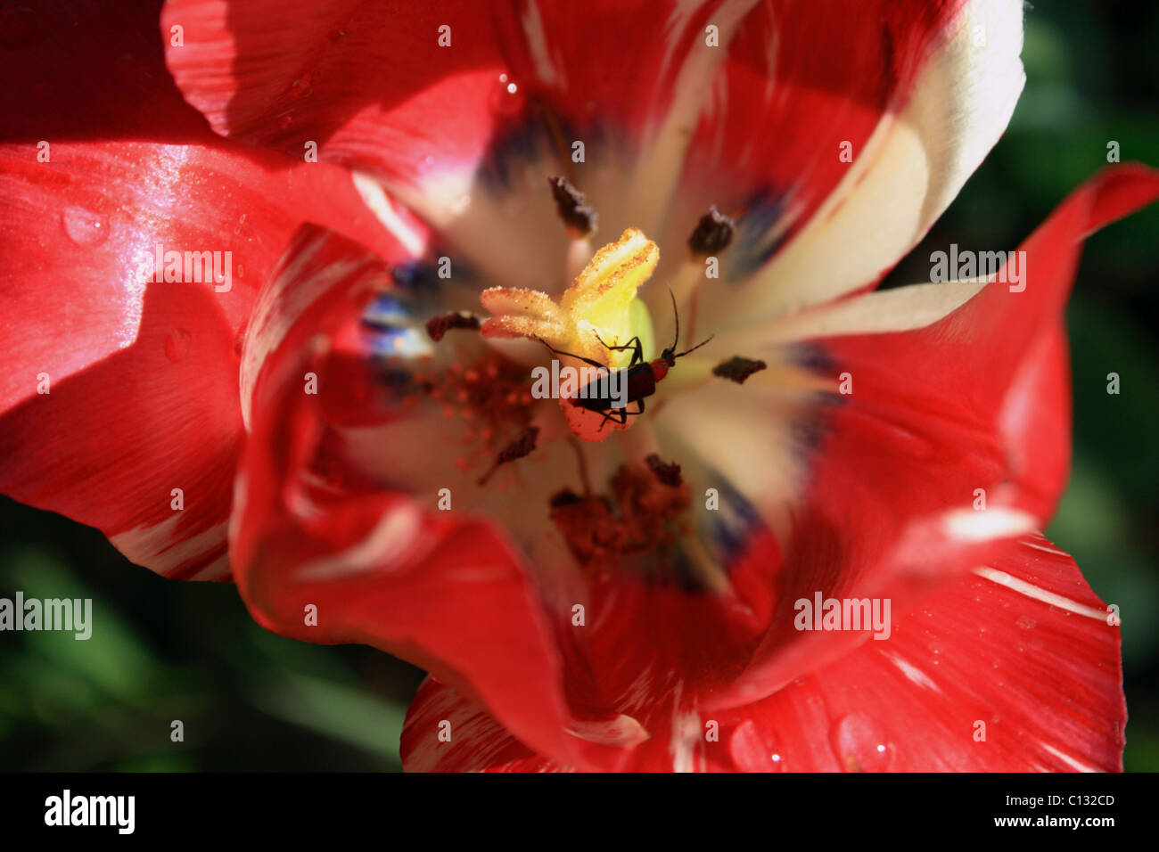 Red color insect hi-res stock photography and images - Alamy