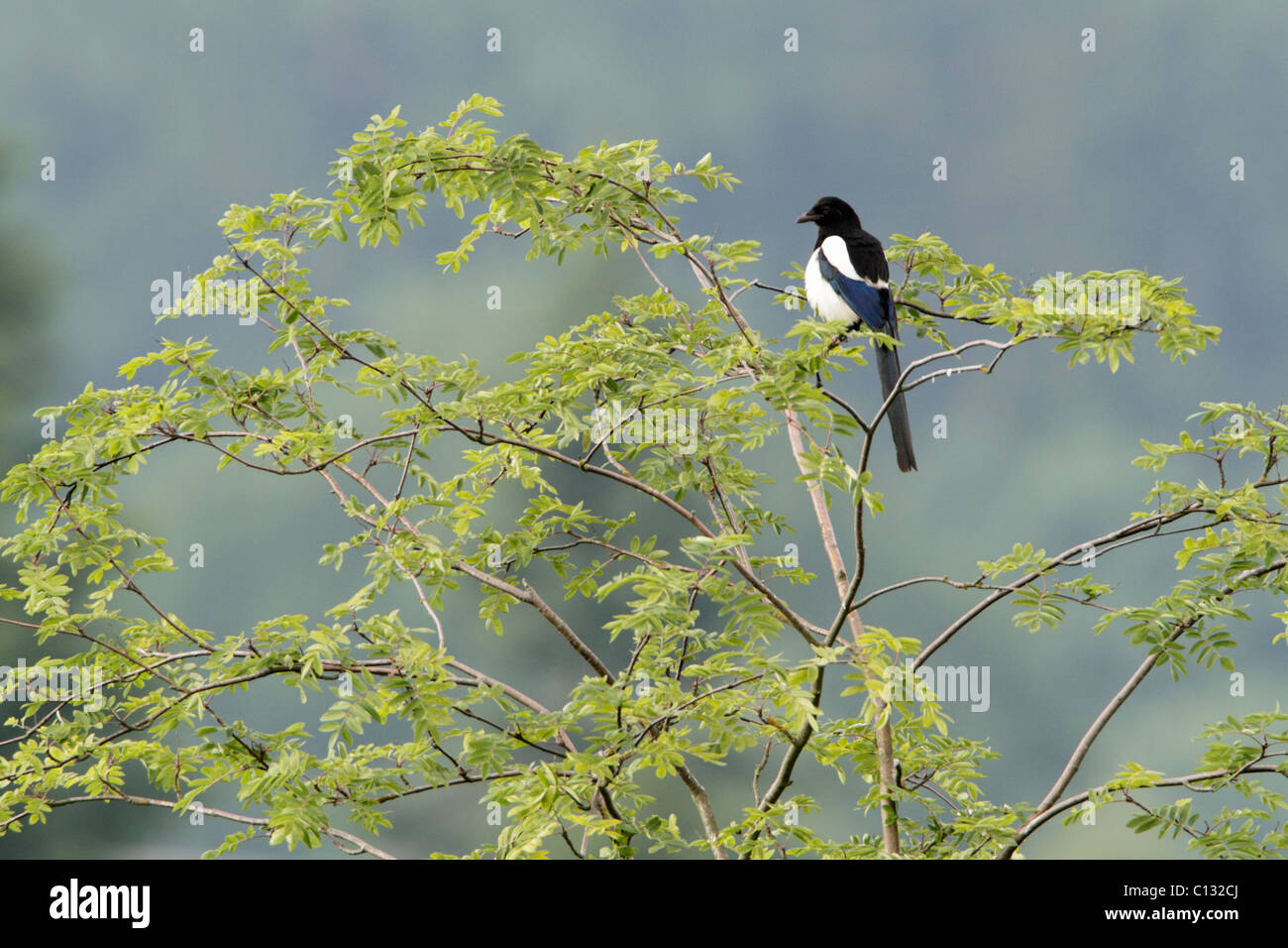Magpie in tree hi-res stock photography and images - Alamy