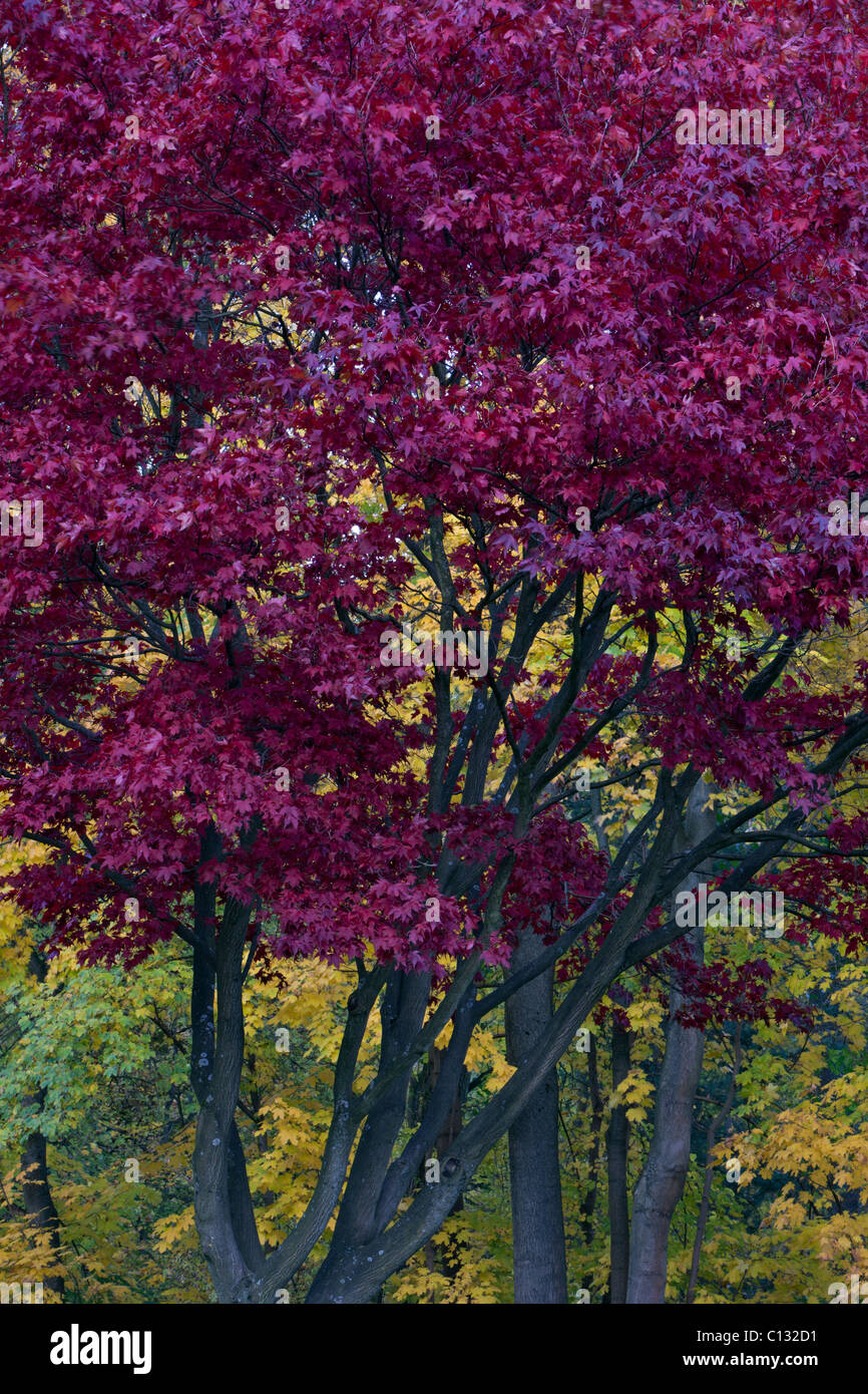 Acer palmatum sp hi-res stock photography and images - Alamy