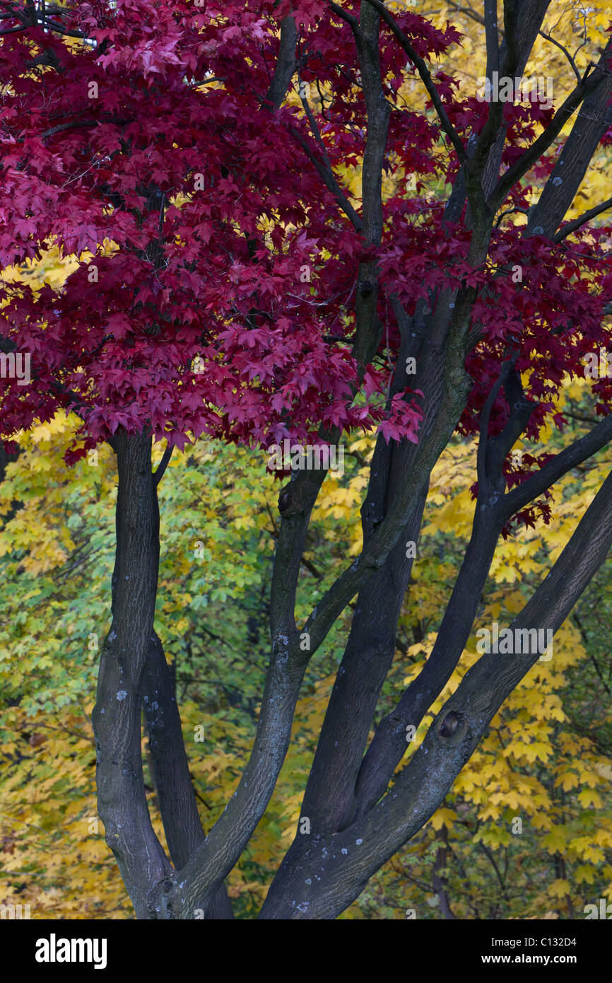 Acer palmatum sp hi-res stock photography and images - Alamy