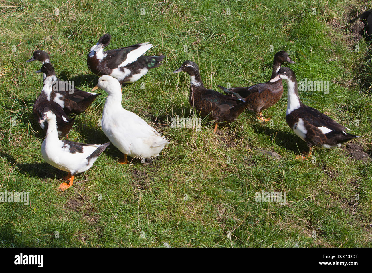 Muscovy Ducks, with one Aylesbury duck on field, Northumberland ...