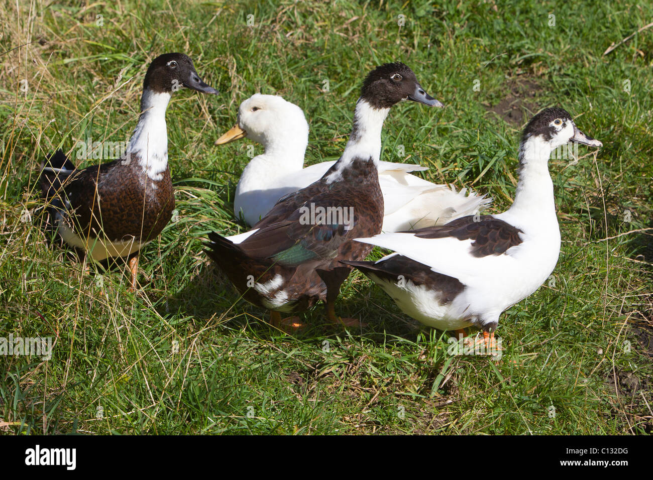 Muscovy Ducks, with one Aylesbury duck on field, Northumberland ...