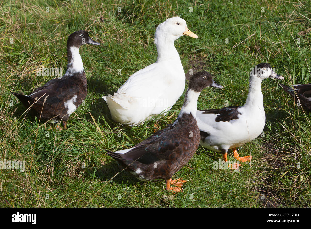 Muscovy Ducks, with one Aylesbury duck on field, Northumberland ...