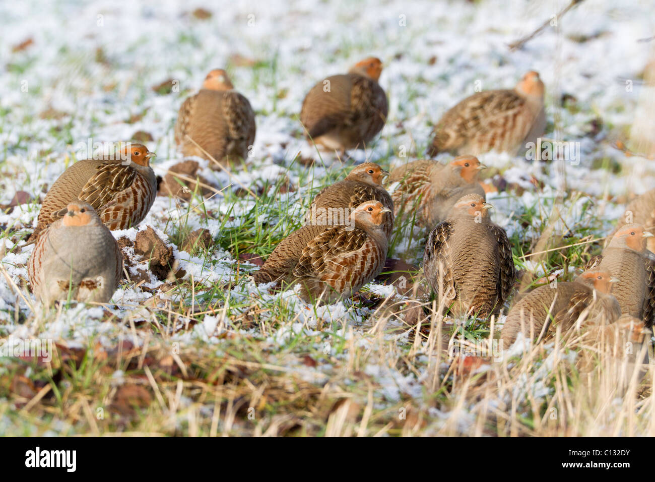 Grey Partridge (Perdix perdix), covey feeding on winter corn crop ...