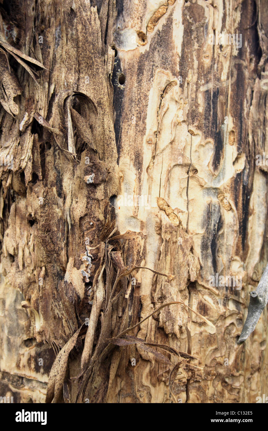 Tree trunk without a bark Stock Photo - Alamy