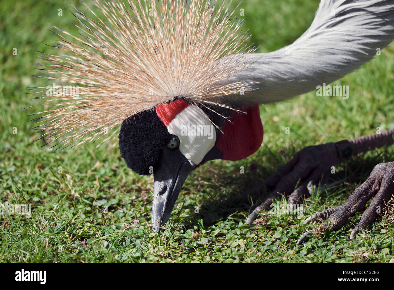 Black Crowned Crane Stock Photo - Alamy