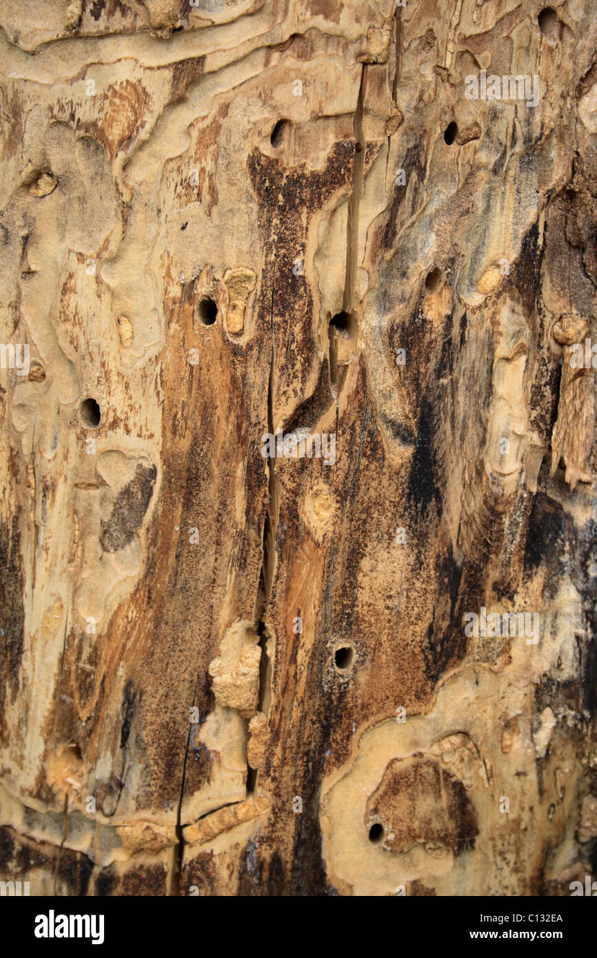 Tree trunk without a bark Stock Photo - Alamy
