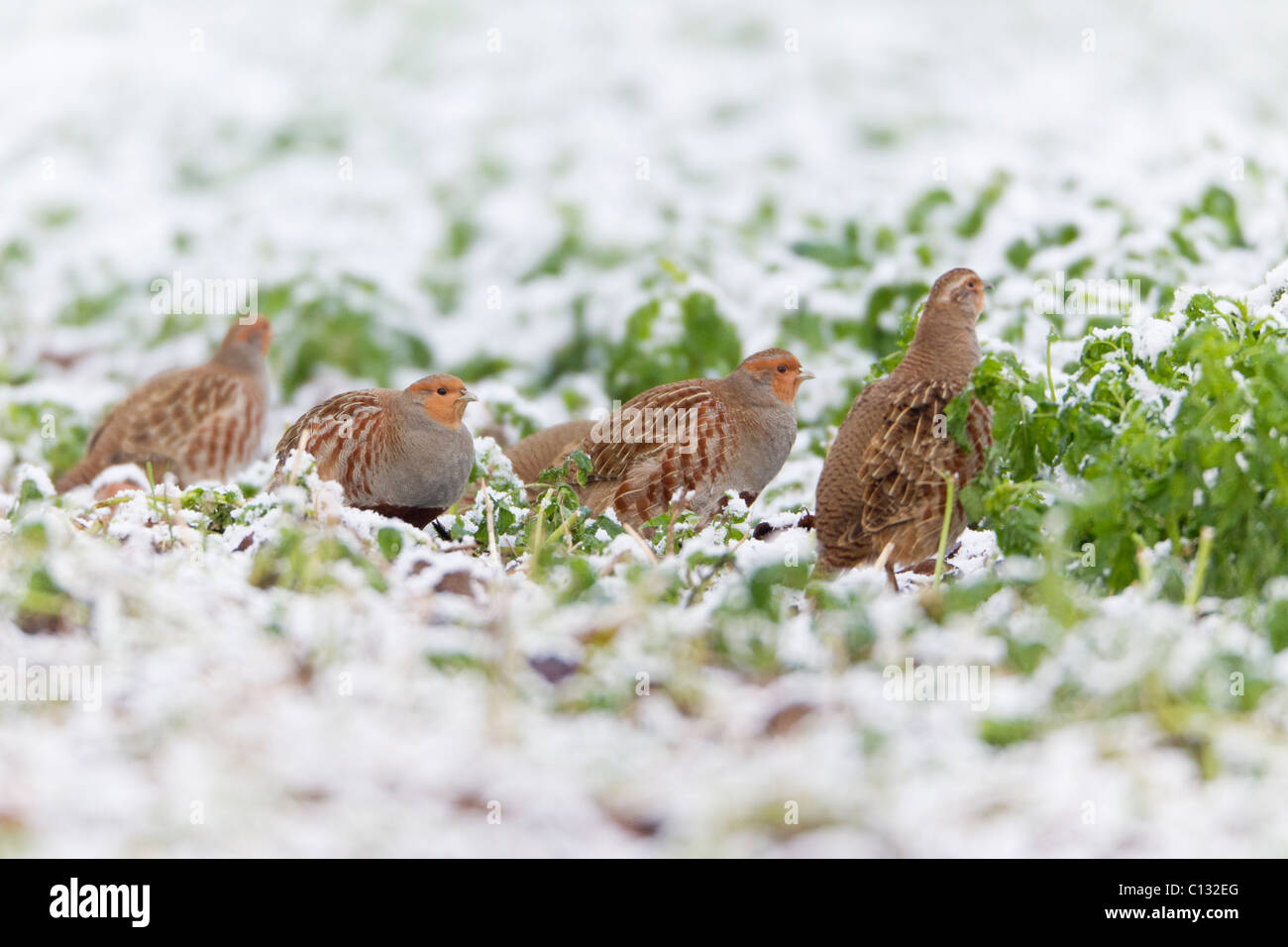Grey Partridge (Perdix perdix), feeding on mustard crop in winter Stock ...