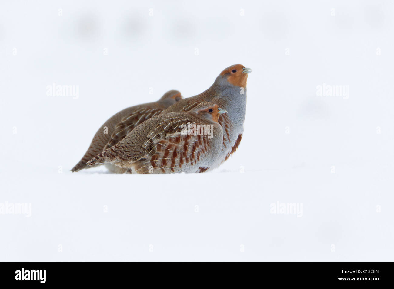 Grey partridges snow hi-res stock photography and images - Alamy