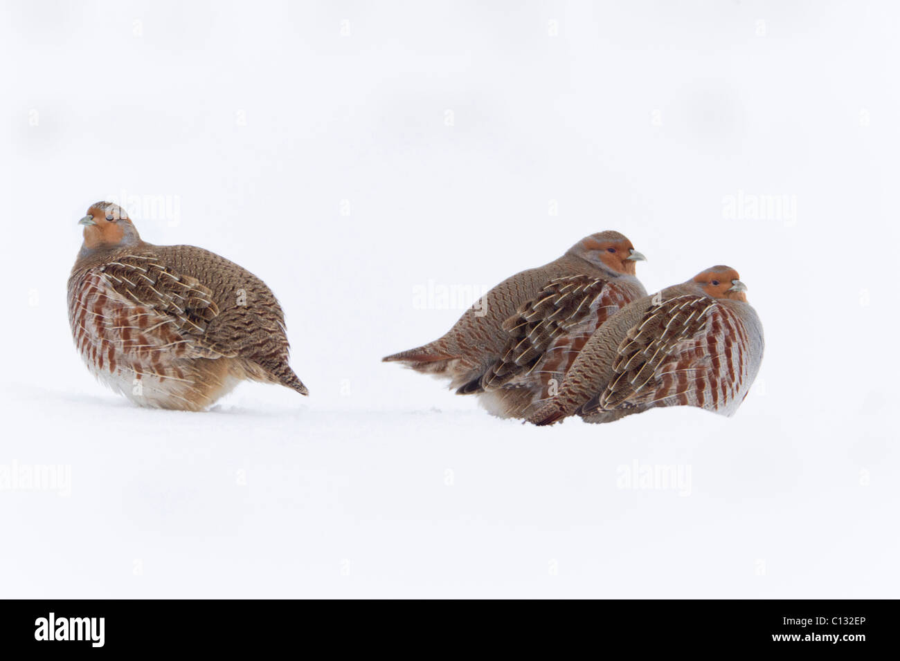 Group of grey partridges partridge hi-res stock photography and images ...