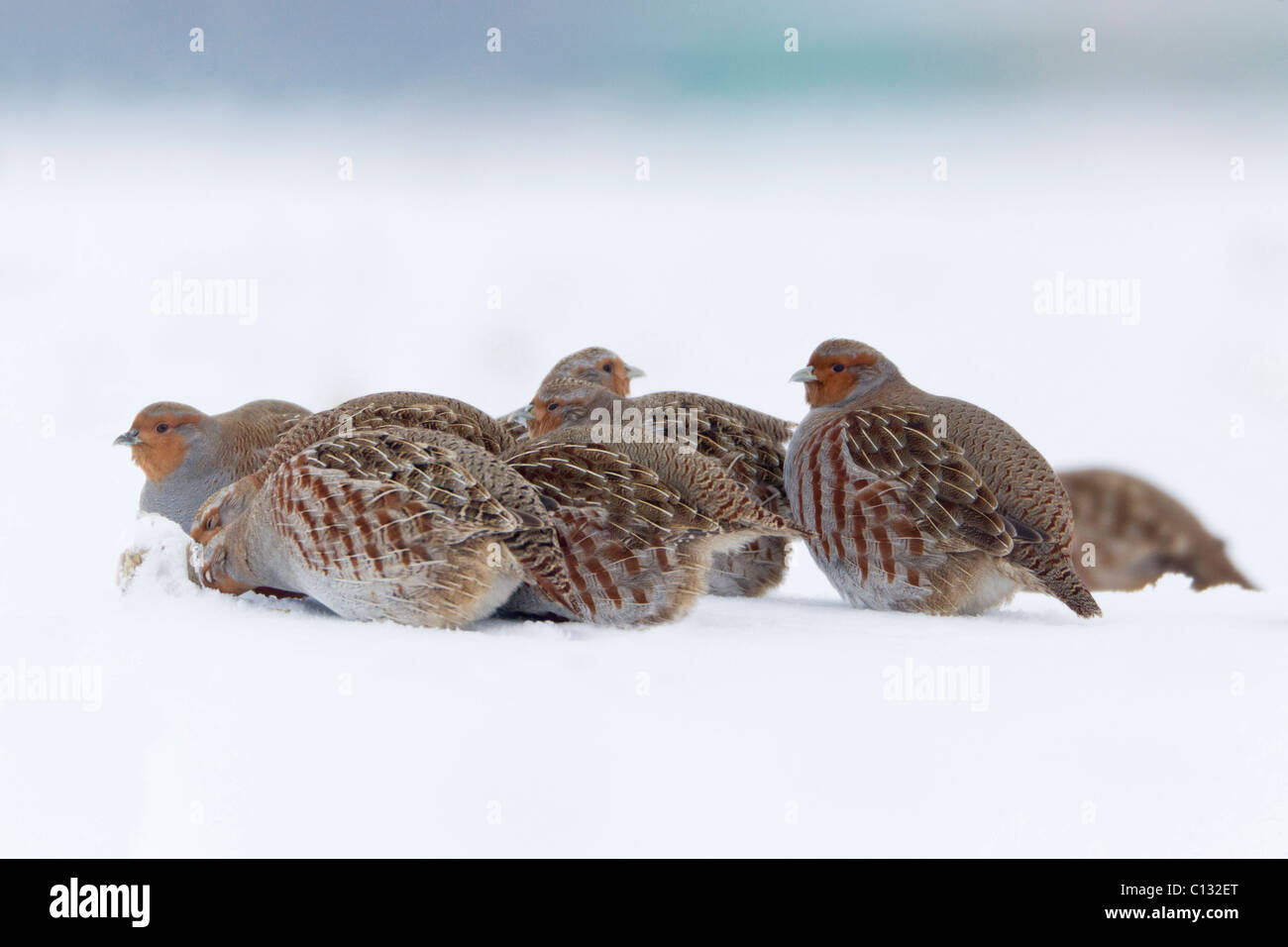 Grey Partridge (Perdix perdix), covey feeding on snow covered field in ...