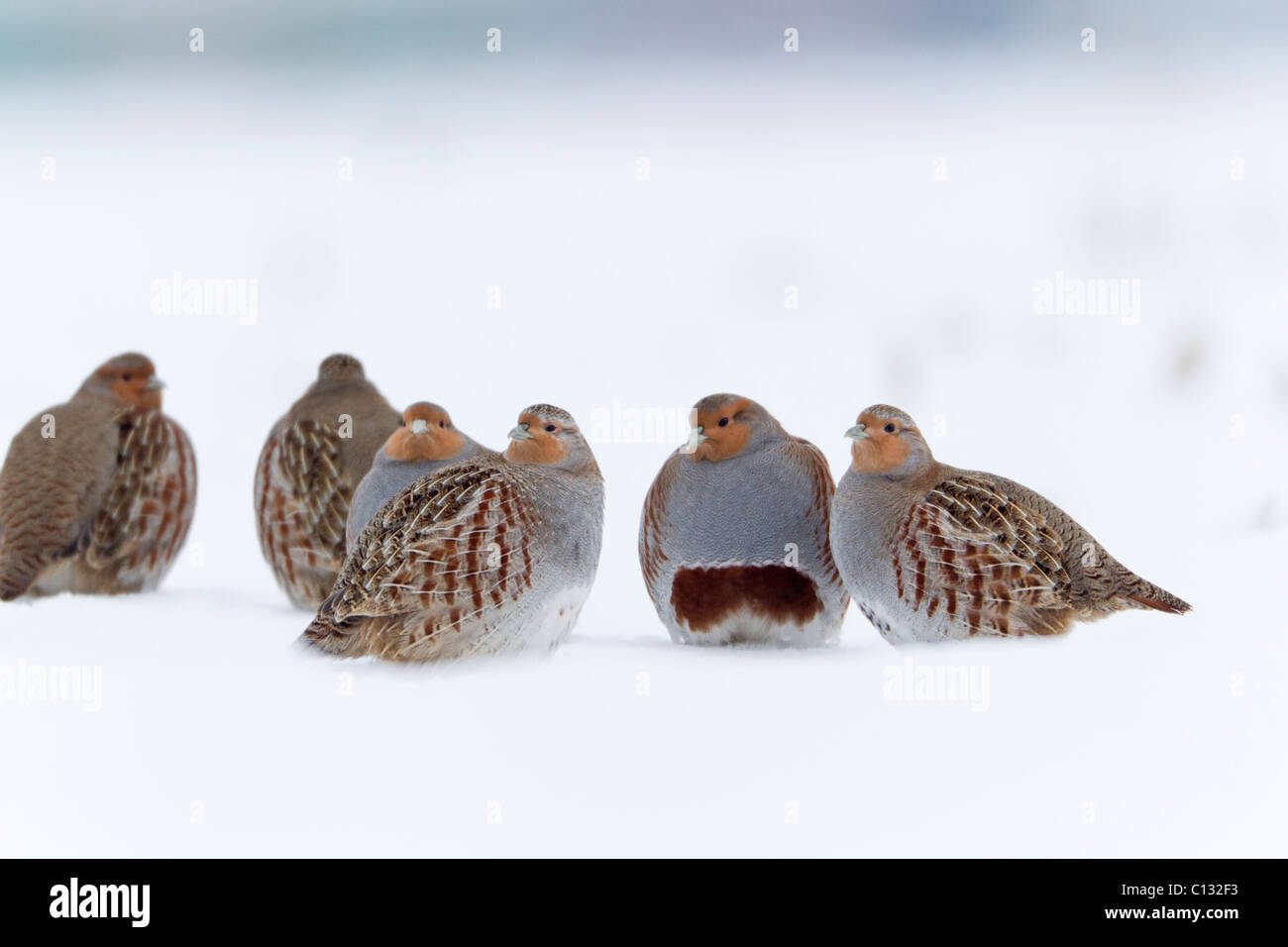 Covey partridges hi-res stock photography and images - Alamy