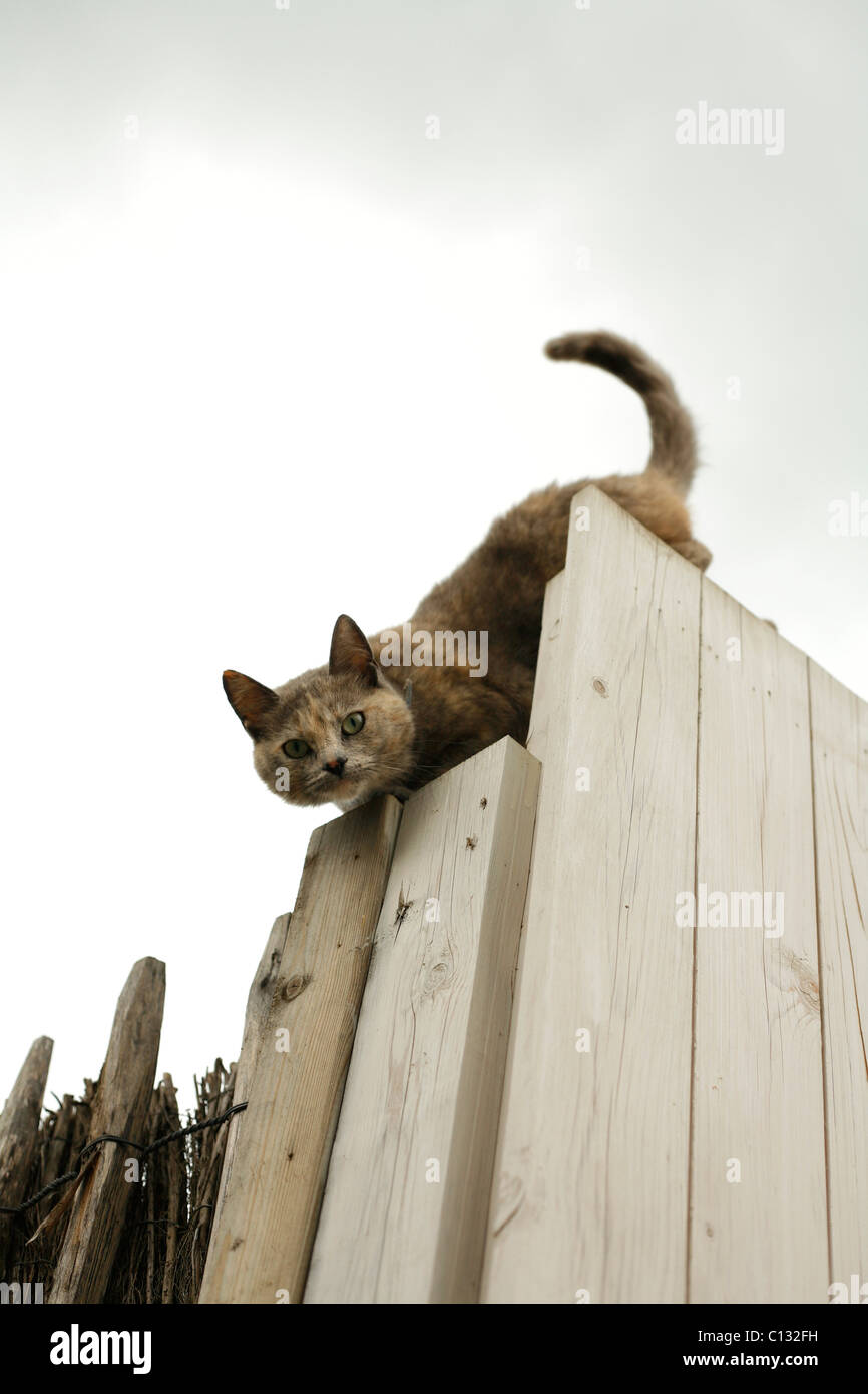 Cat looking down hi-res stock photography and images - Alamy