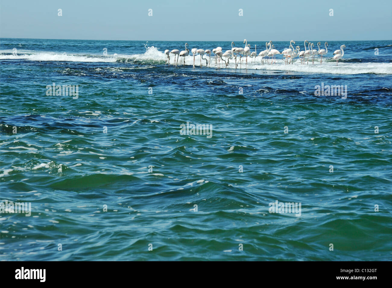View of Greater Flamingoes Phoenicopterus ruber wading in a tidal pool ...