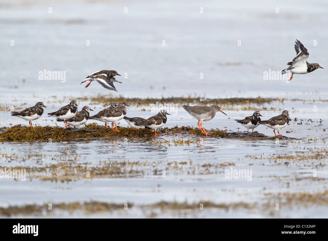 Turnstone (Arenaria interpres), and Redshank (Tringa totanus), waders ...