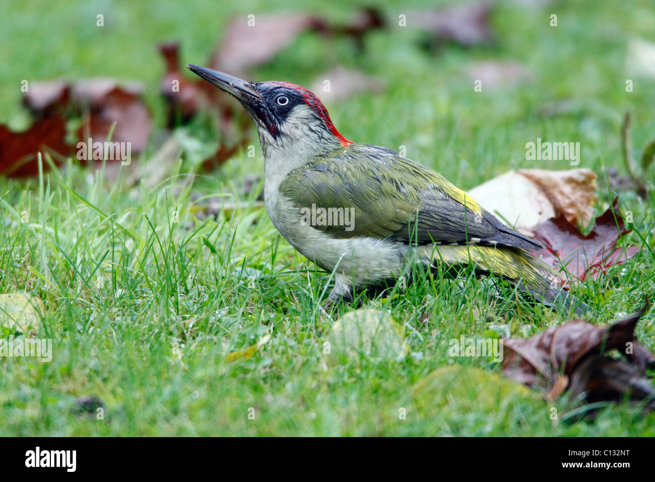 Male european green woodpecker hi-res stock photography and images - Alamy
