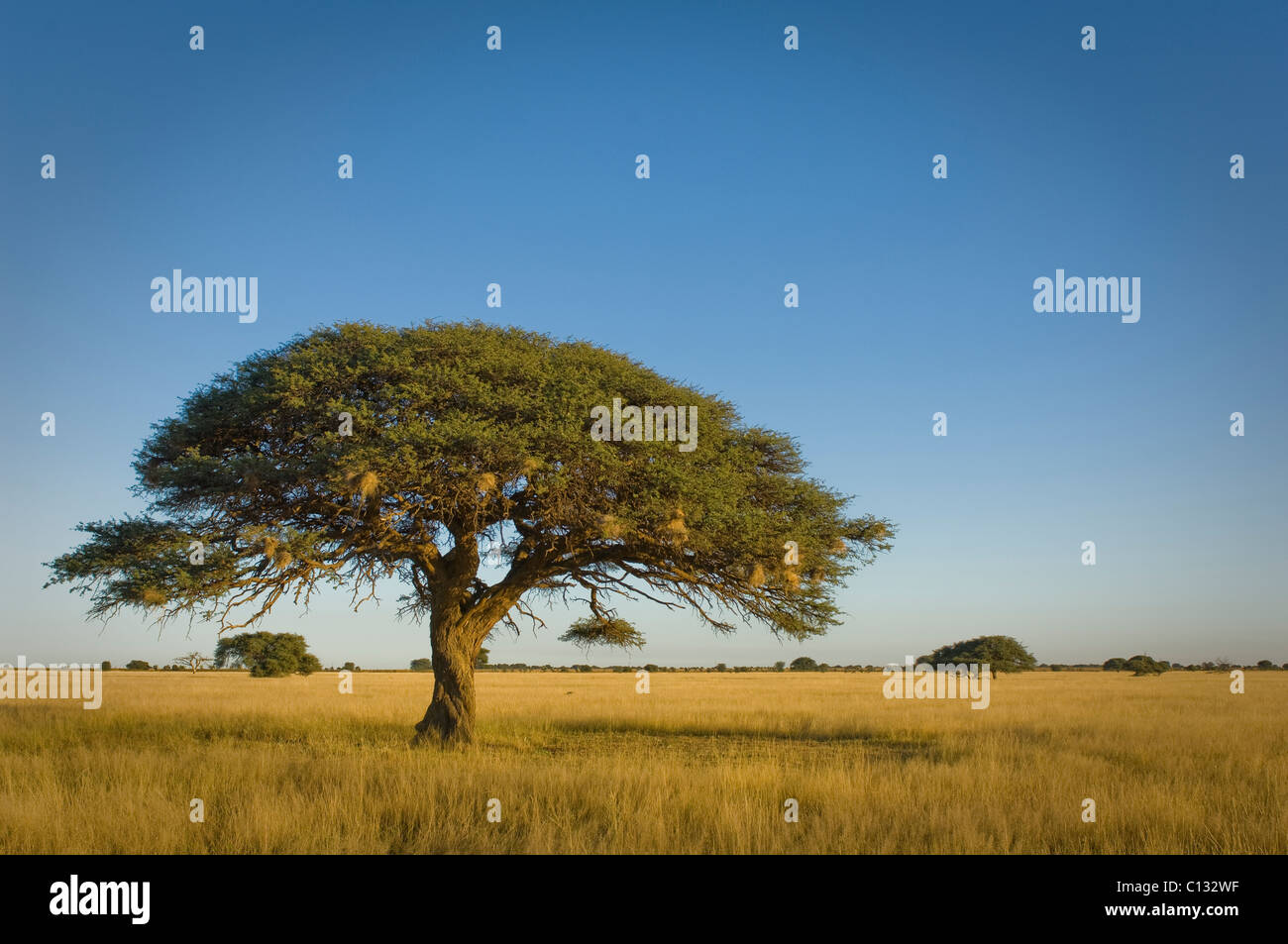 Acacia tree, North West Province, South Africa Stock Photo - Alamy