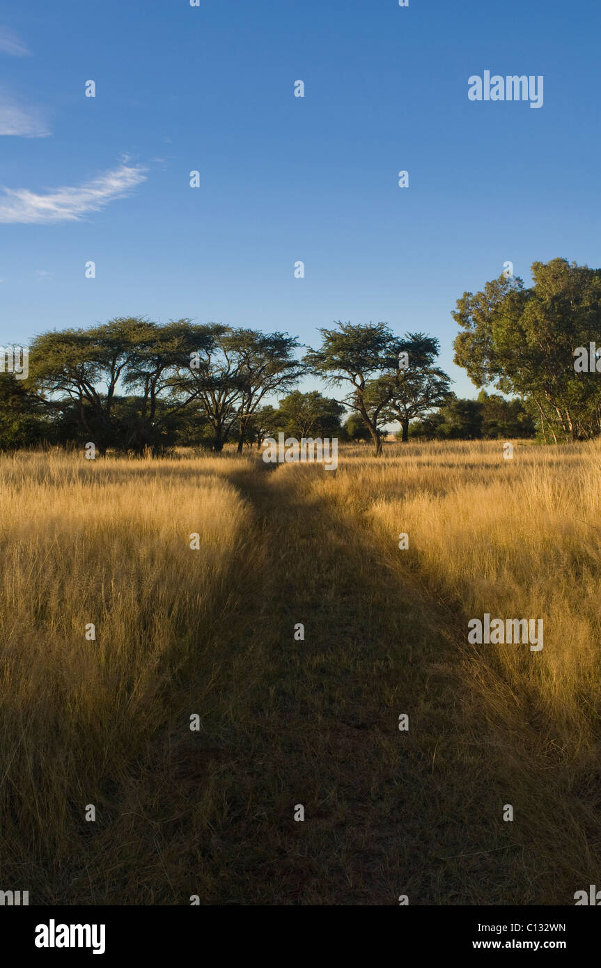 African bush hi-res stock photography and images - Alamy