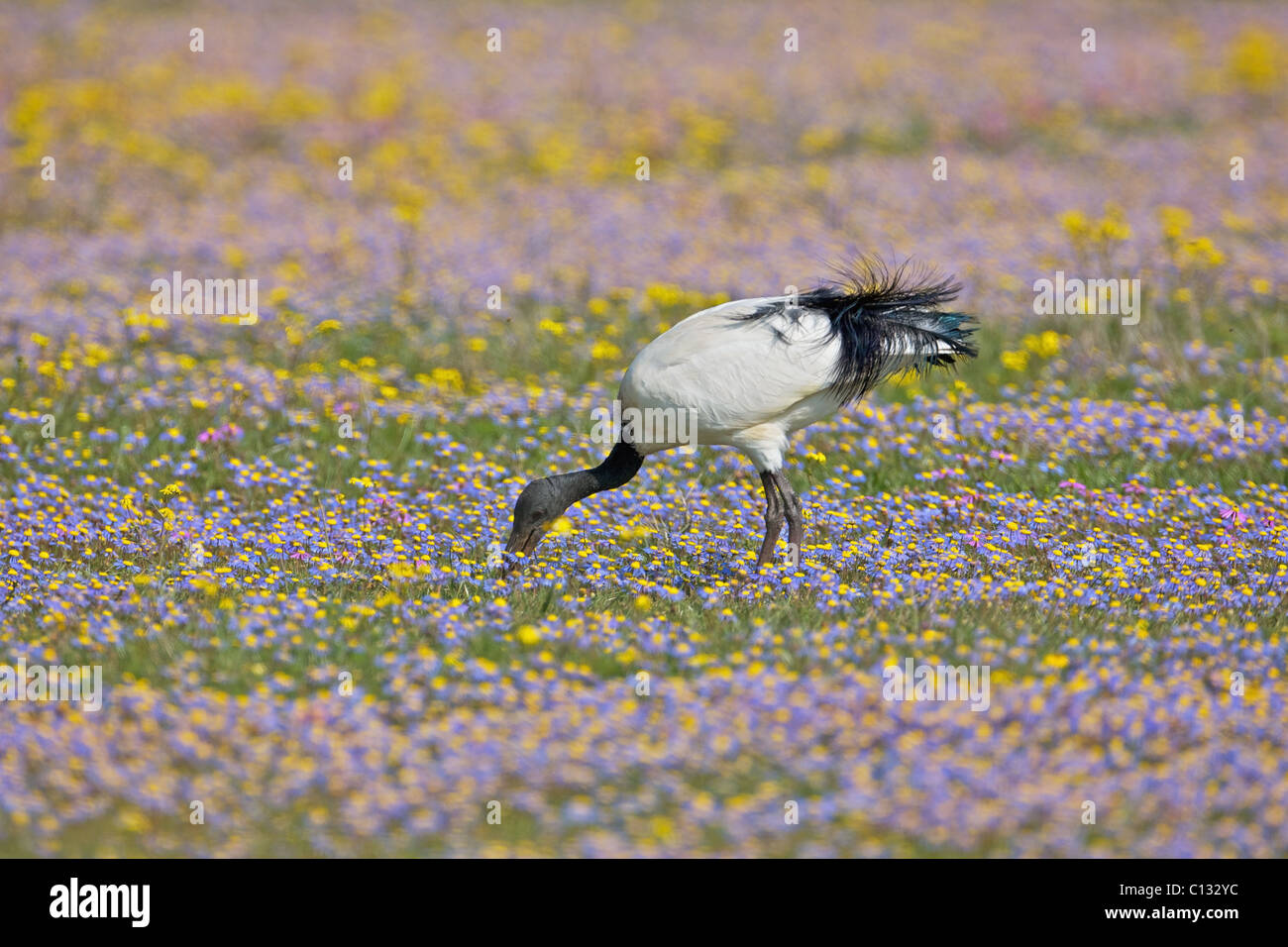 African Sacred Ibis Threskiornis aethiopicus foraging insects in field ...