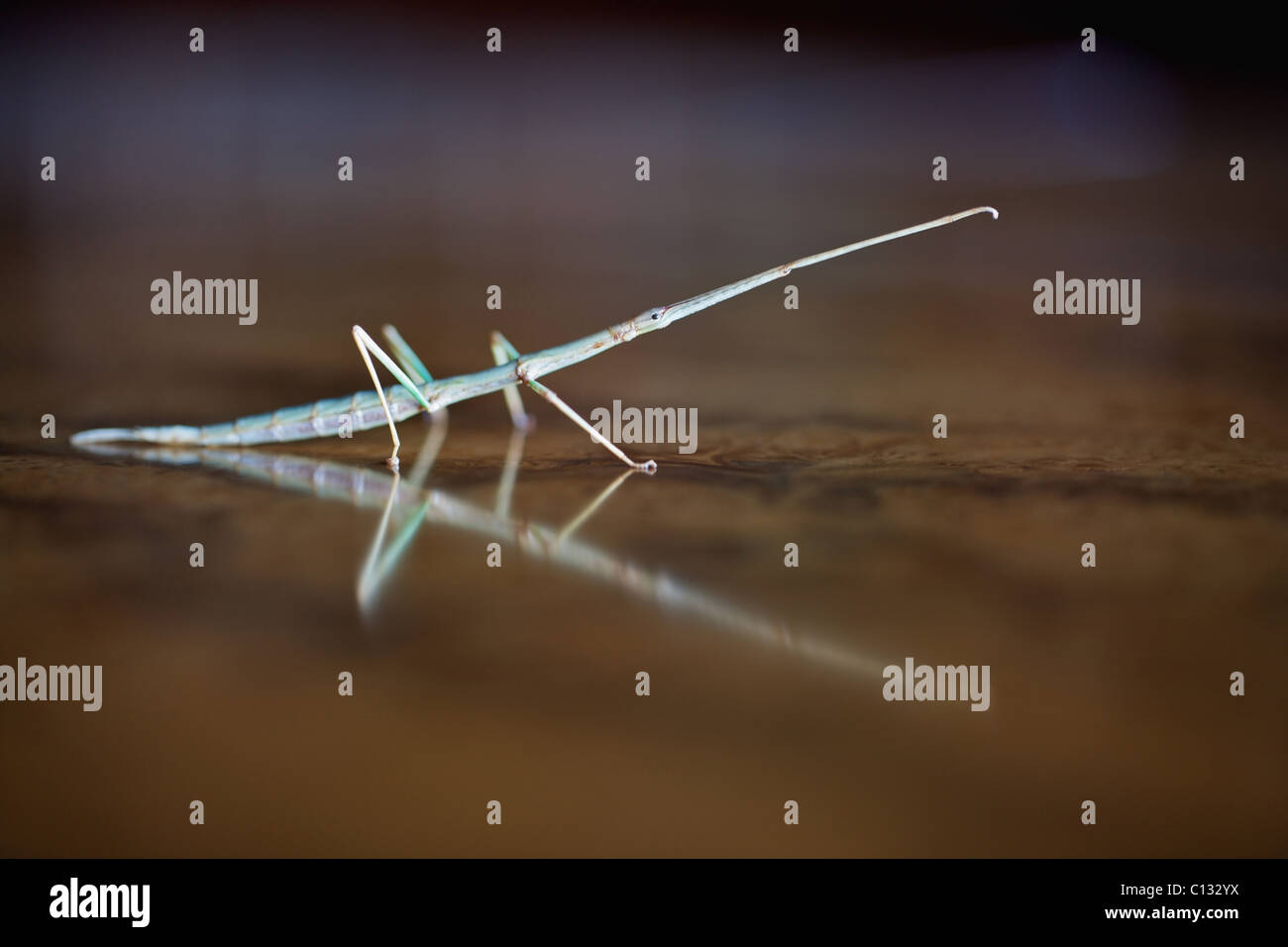 Stick insect, Betty's Bay, Western Cape Province, South Africa Stock ...