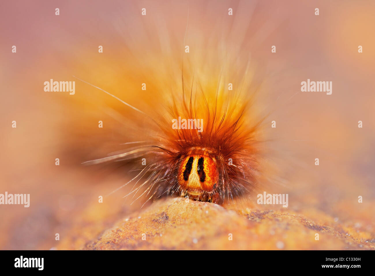 Garies hi-res stock photography and images - Alamy