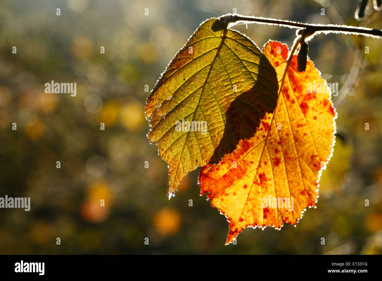 Common Hazel (Corylus avellana) leaves in Autumn. Powys, Wales. October ...