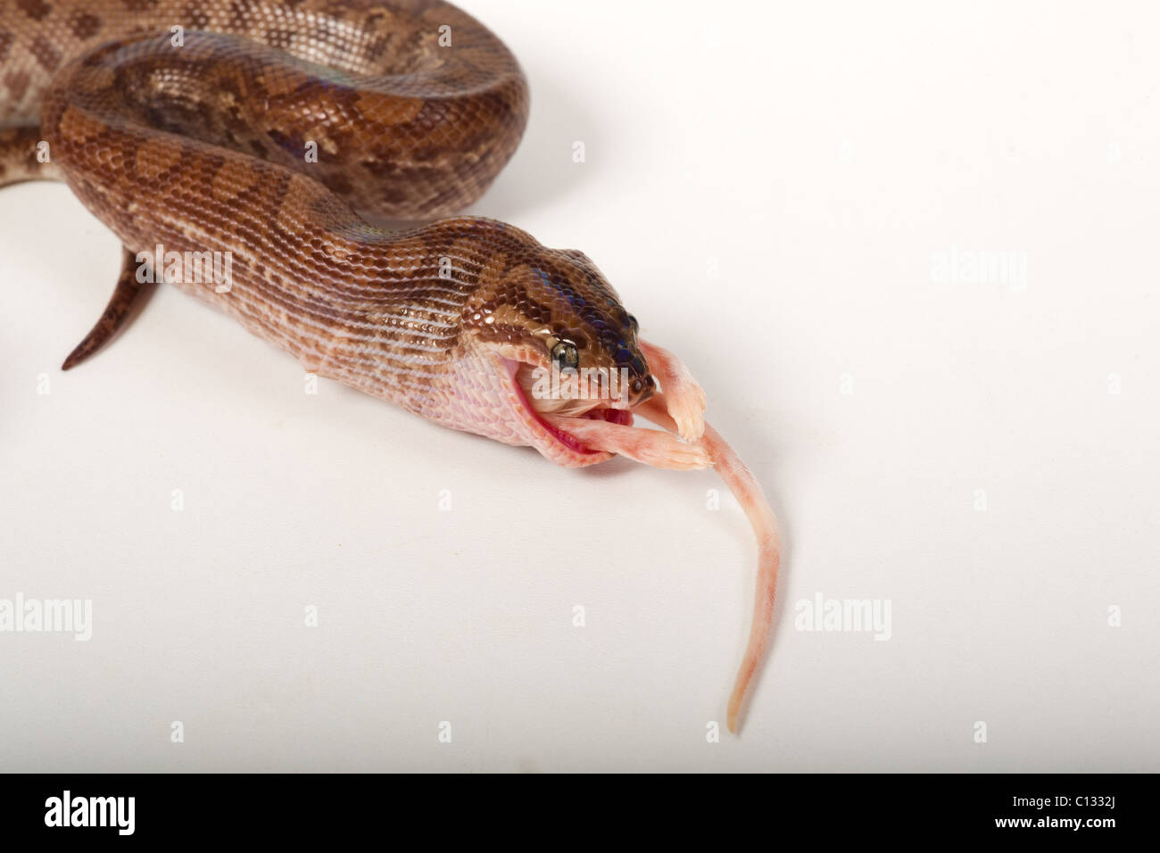 Columbian Rainbow Boa Epicrates cenchria maurus eating dead mouse Stock ...