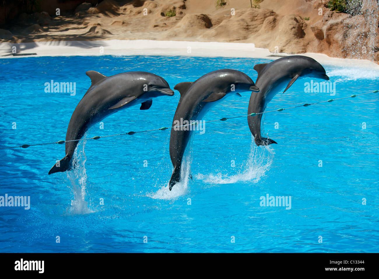 Dolphin show at Loro Parque Stock Photo - Alamy