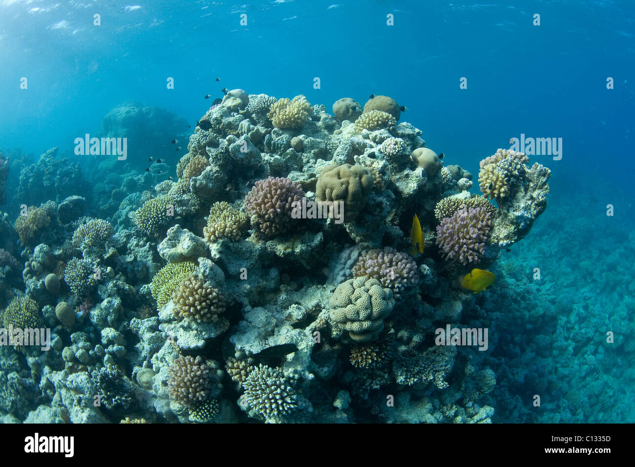 Coral bommie, near wreck of the Dunraven, Red Sea, Egypt Stock Photo ...