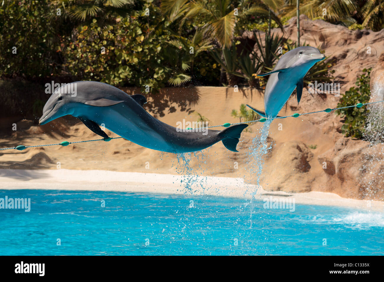 Dolphin show at Loro Parque Stock Photo - Alamy