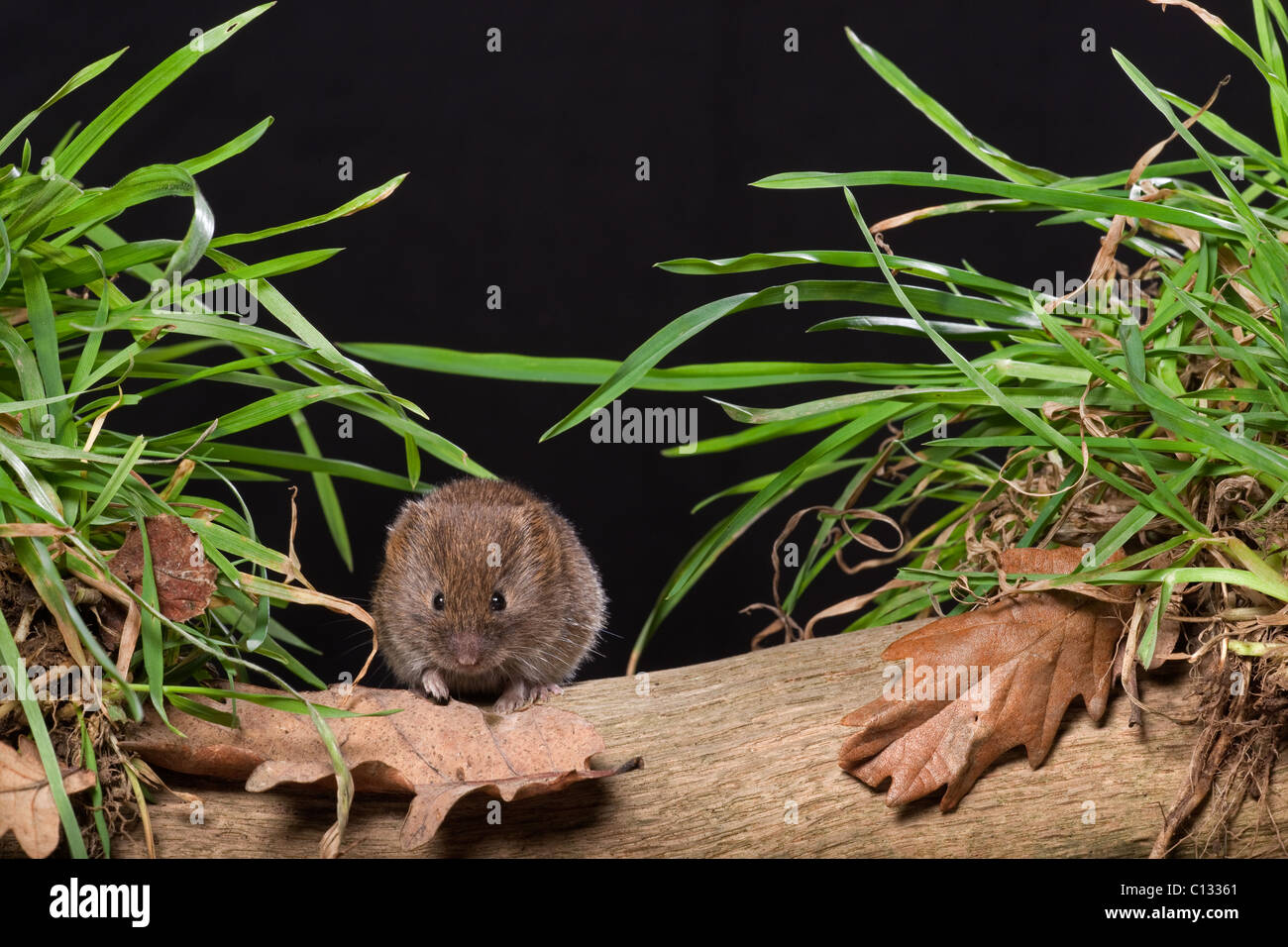 Field Vole Microtus agrestis feeding Stock Photo - Alamy