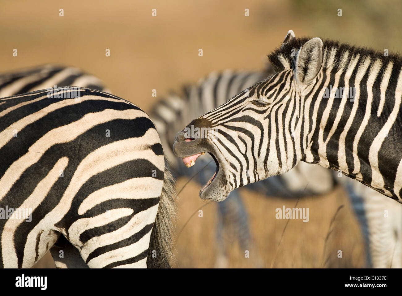 Zebra herd, Imire Safari Ranch, Harare Province, Zimbabwe Stock Photo ...