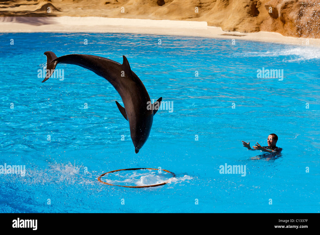 Dolphin show at Loro Parque Stock Photo - Alamy