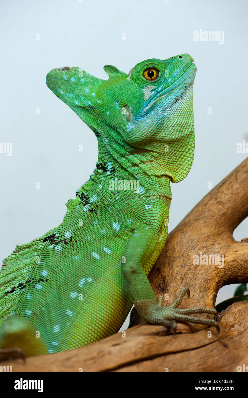 Green Basilisk Basiliscus plumifrons side view portrait Stock Photo - Alamy